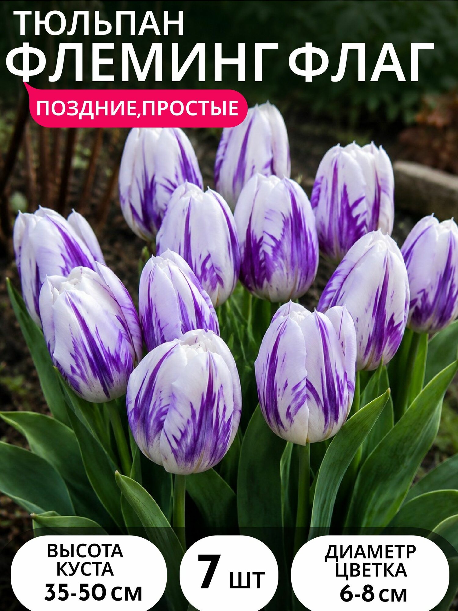 Тюльпаны, многолетние, сорт "Флеминг Флаг", для балкона, комнаты, улицы, 7 луковиц
