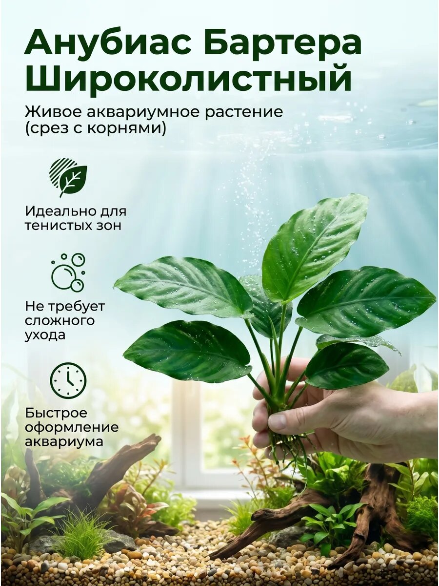 Живое корневое аквариумное растение Анубиас Бартера