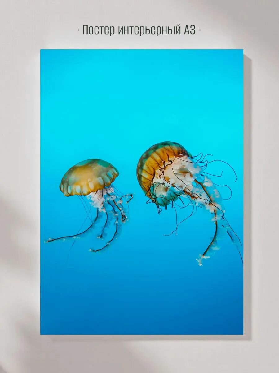 Постер, плакат на стену "Chrysaora achlyos" (Морская медуза)