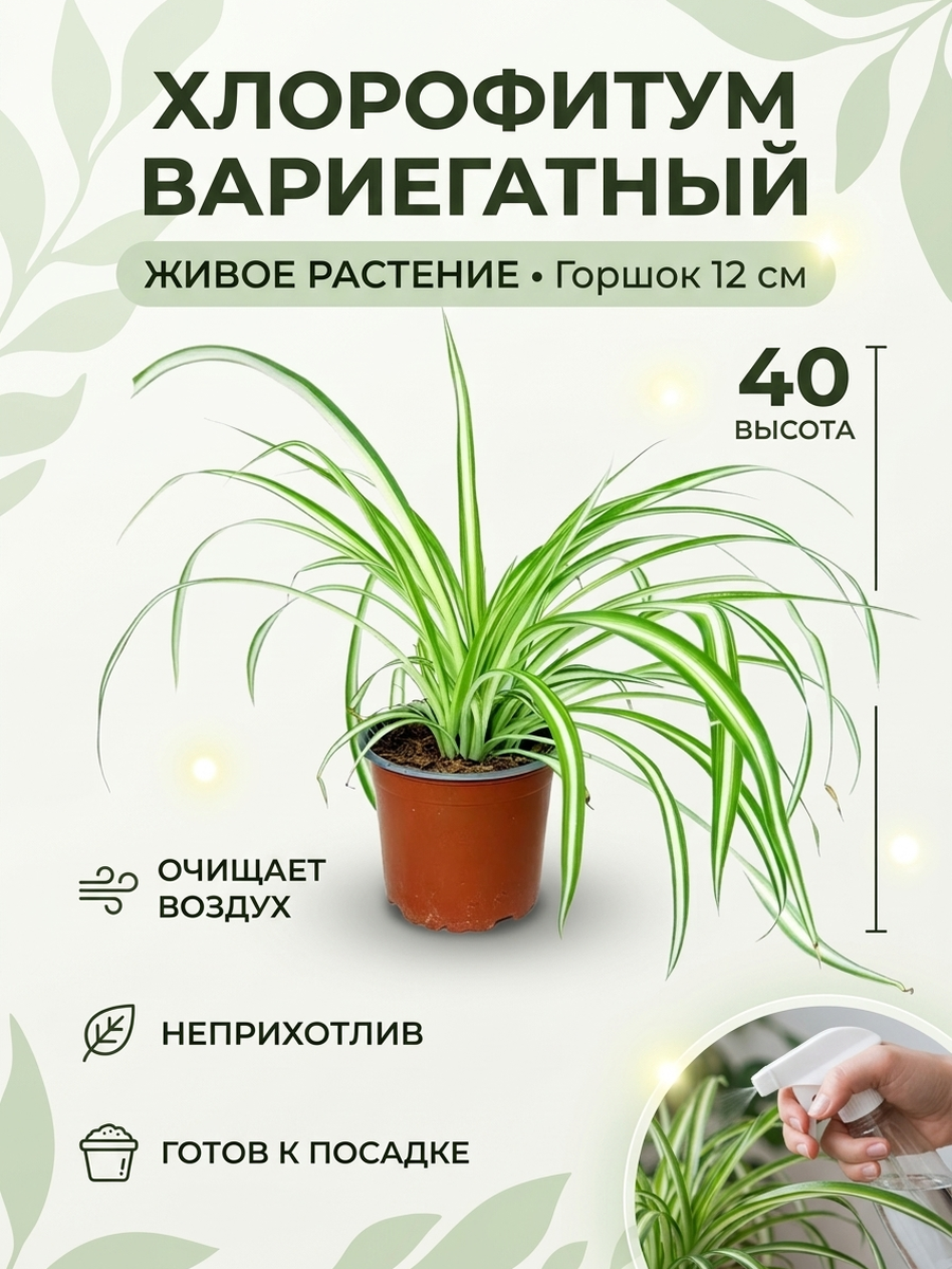 Хлорофитум вариегатный комнатный в горшке 12 см высотой 40 см