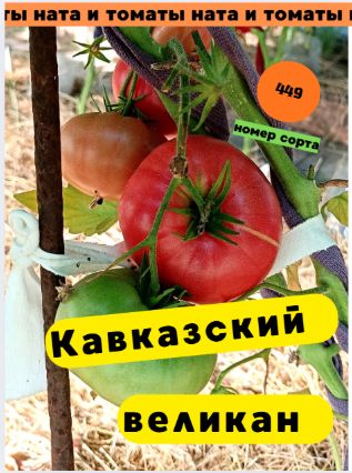 Коллекционные семена томата Кавказский великан 10 шт