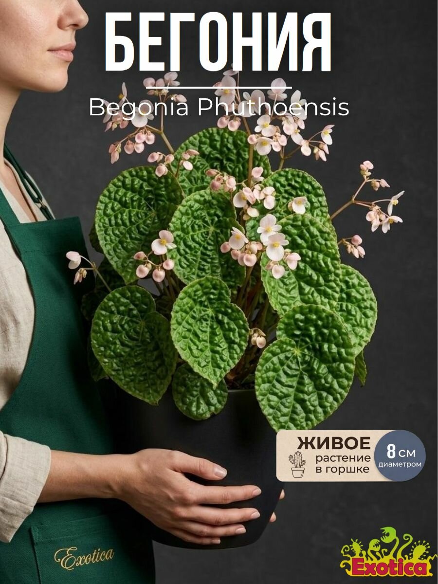 Бегония Футоенсис (Begonia Phuthoensis) D8см