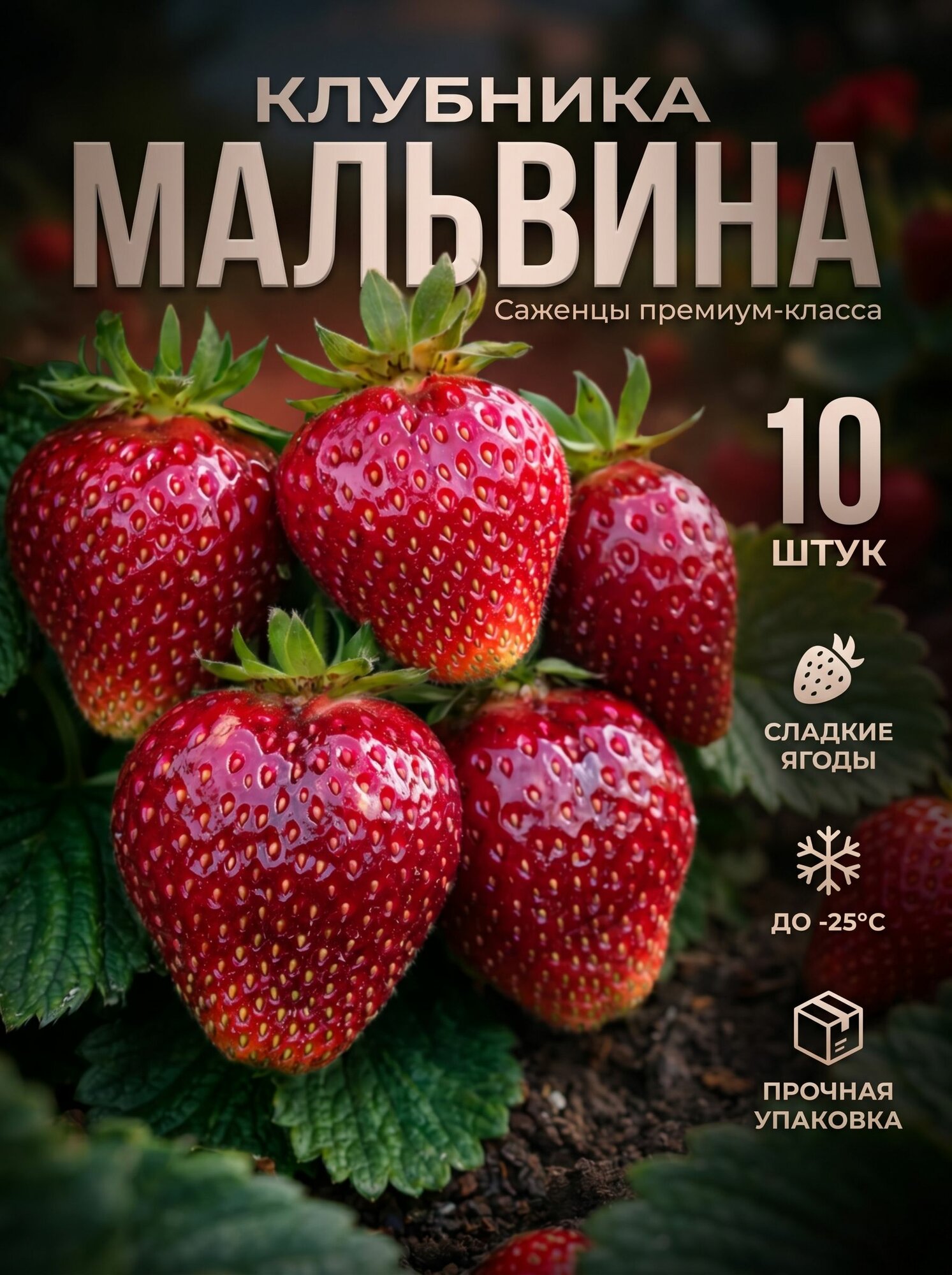 Саженцы Клубники Мальвина 10-Корней