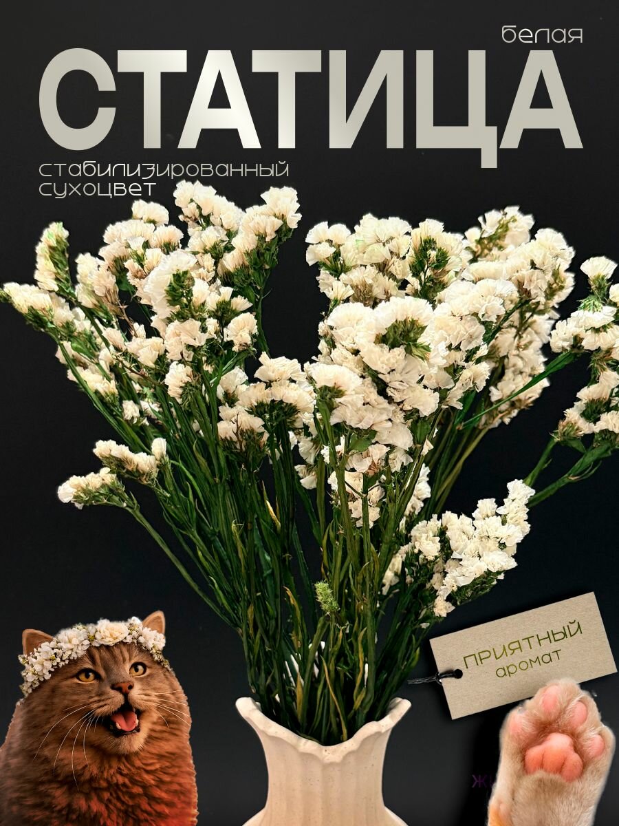 Статица стабилизированная белая, 50 см