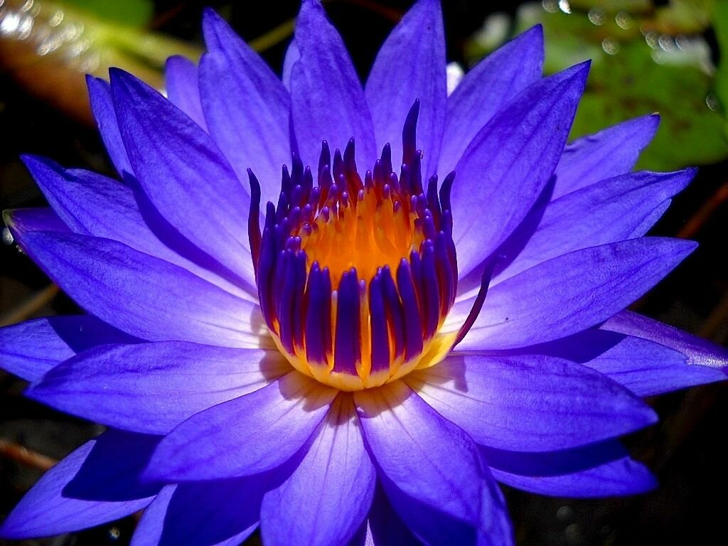 Кувшинка (Нимфея) Королевская Синяя (Nymphaea King of the Blues) Синяя