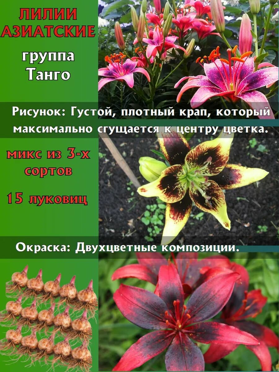 Лилии азиатские, группа Танго, 3 сорта по 5 шт.