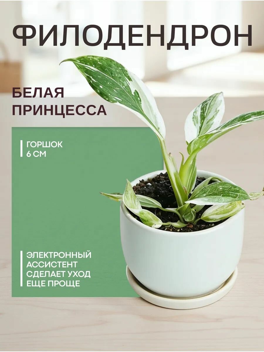 Филодендрон Белая Принцесса Живое комнатное растение