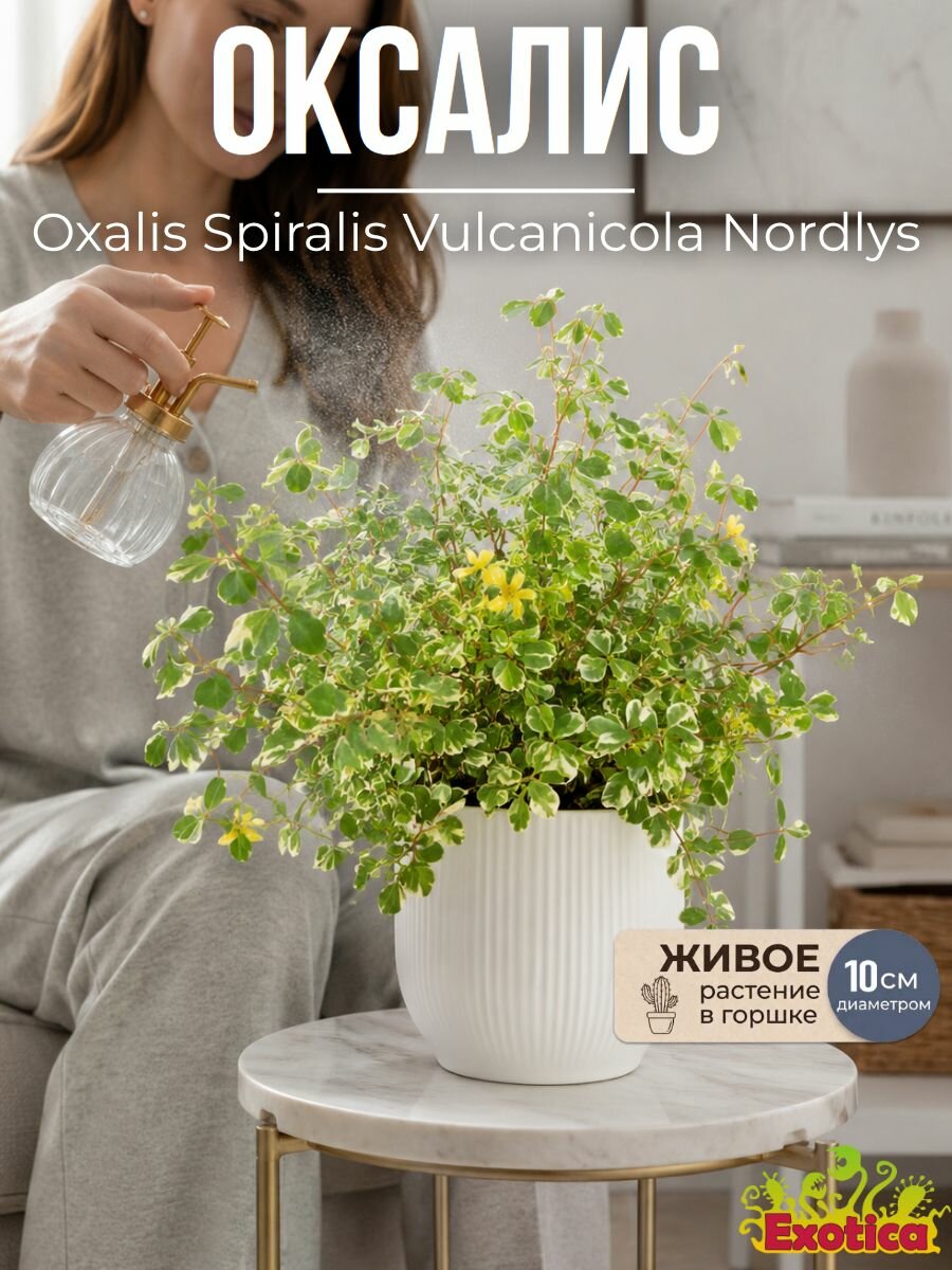 Оксалис Вулканикола Нордлис (Oxalis Spiralis Vulcanicola Nordlys) D10см, живой цветок