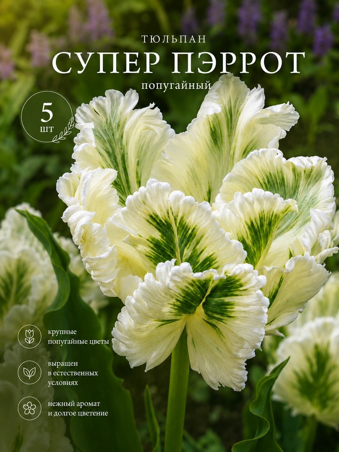 Тюльпан луковицы многолетние сорта "Супер Пэррот" , 5 шт в упаковке