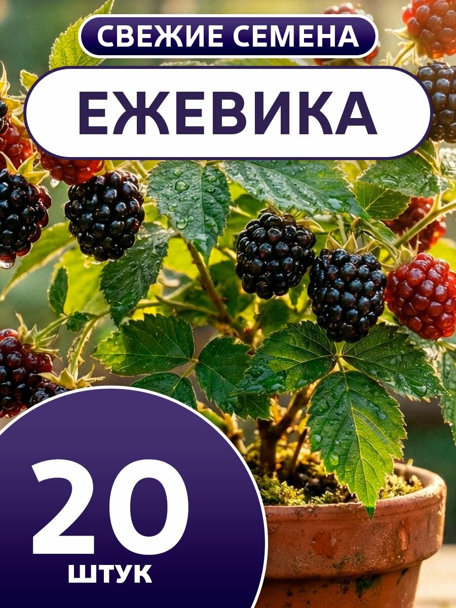 Семена Ежевики для выращивания, 20 шт