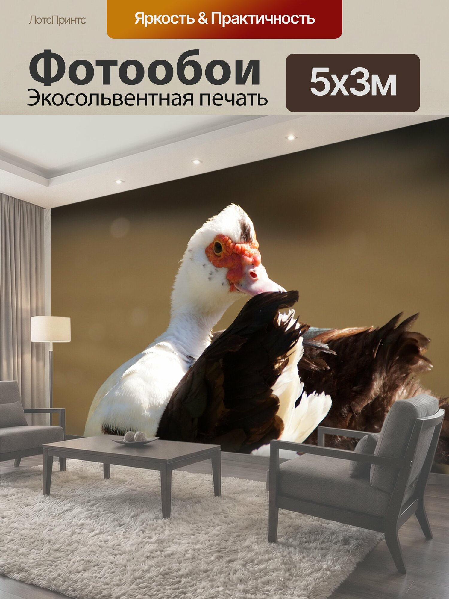 Фотообои "Мускусная утка, бородавчатая утка, утка" 500x300 см. экосольвентная печать