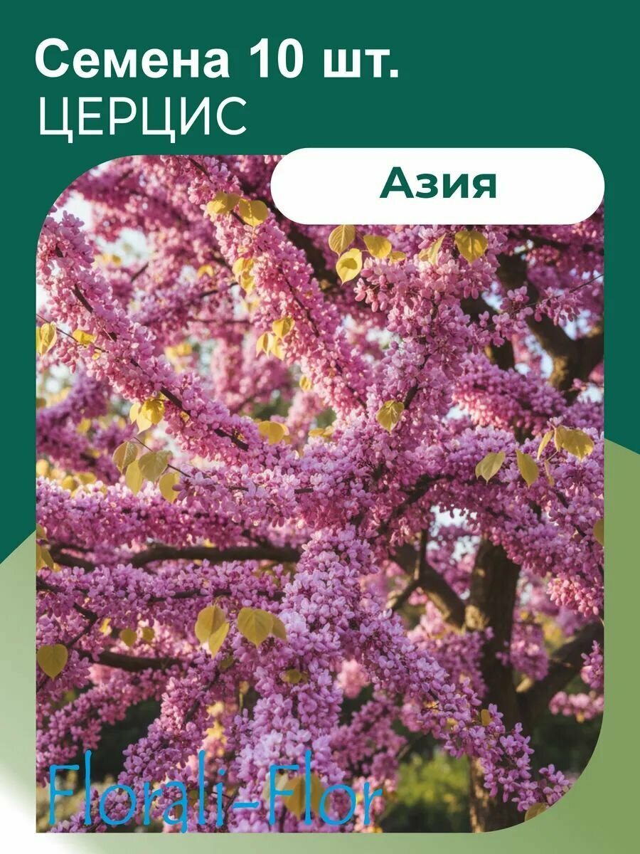 Церцис Семена