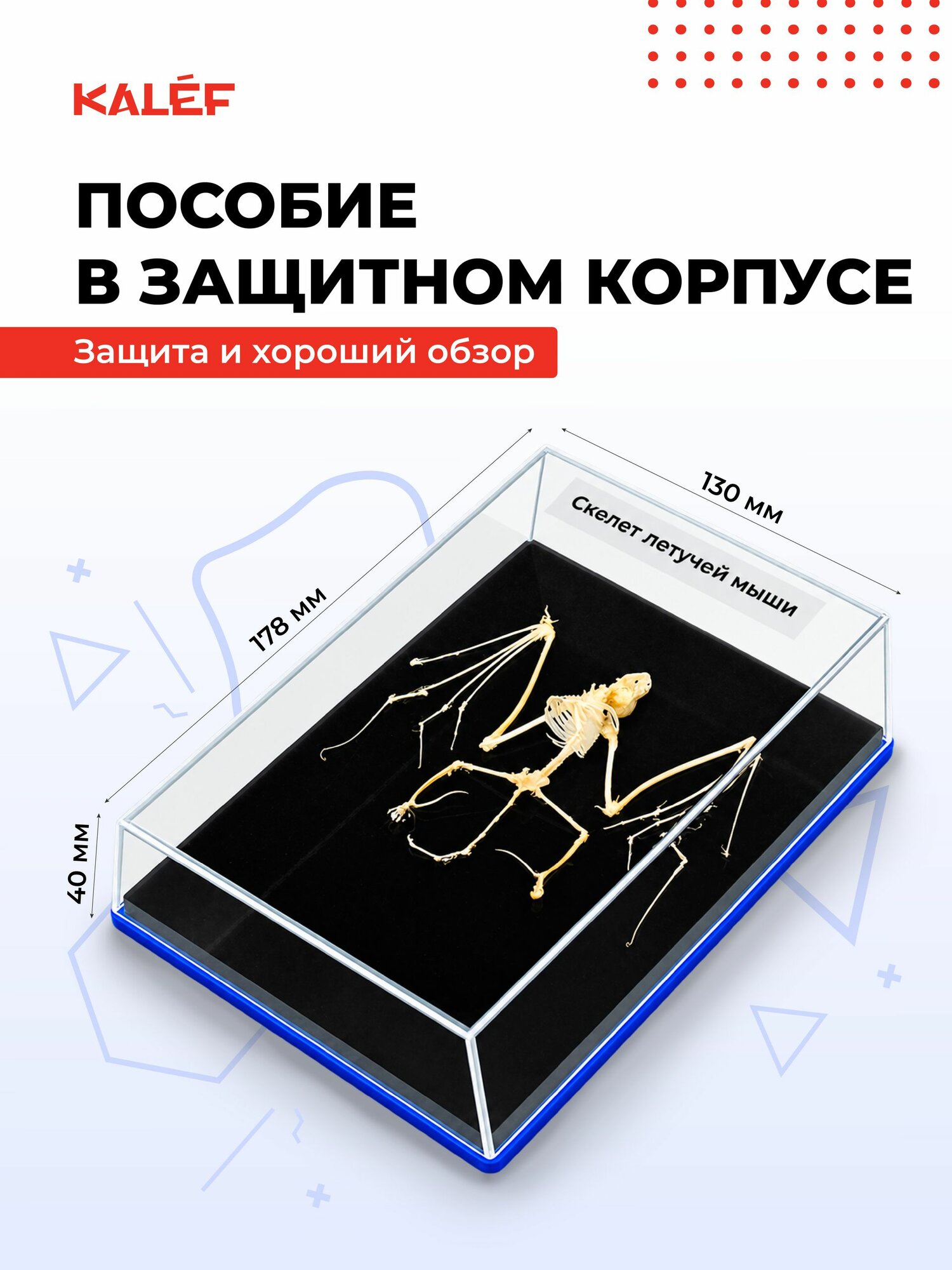Модель Скелет летучей мыши — фото 1