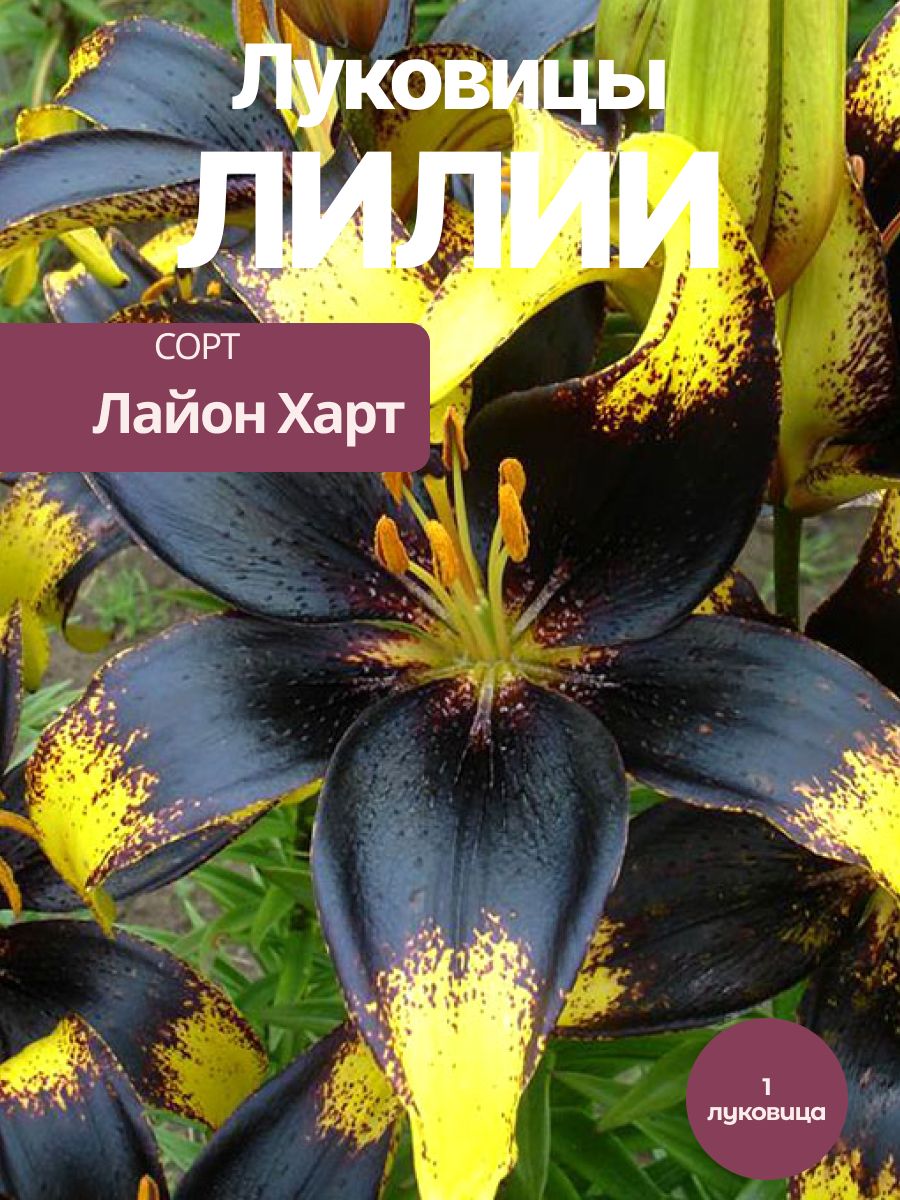 Лилия луковицы 1шт
