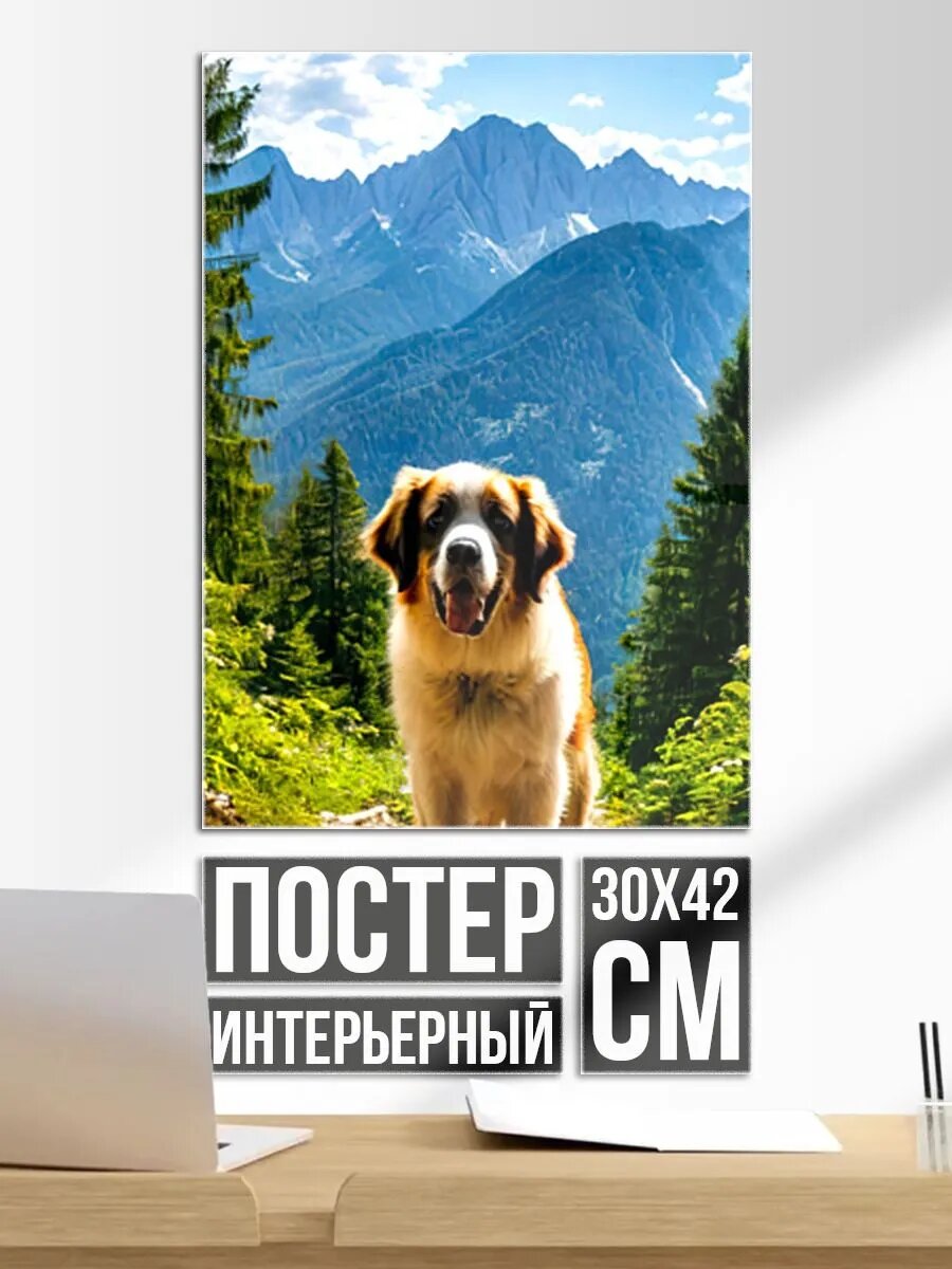 Постер на стену Сенбернар в летних горах
