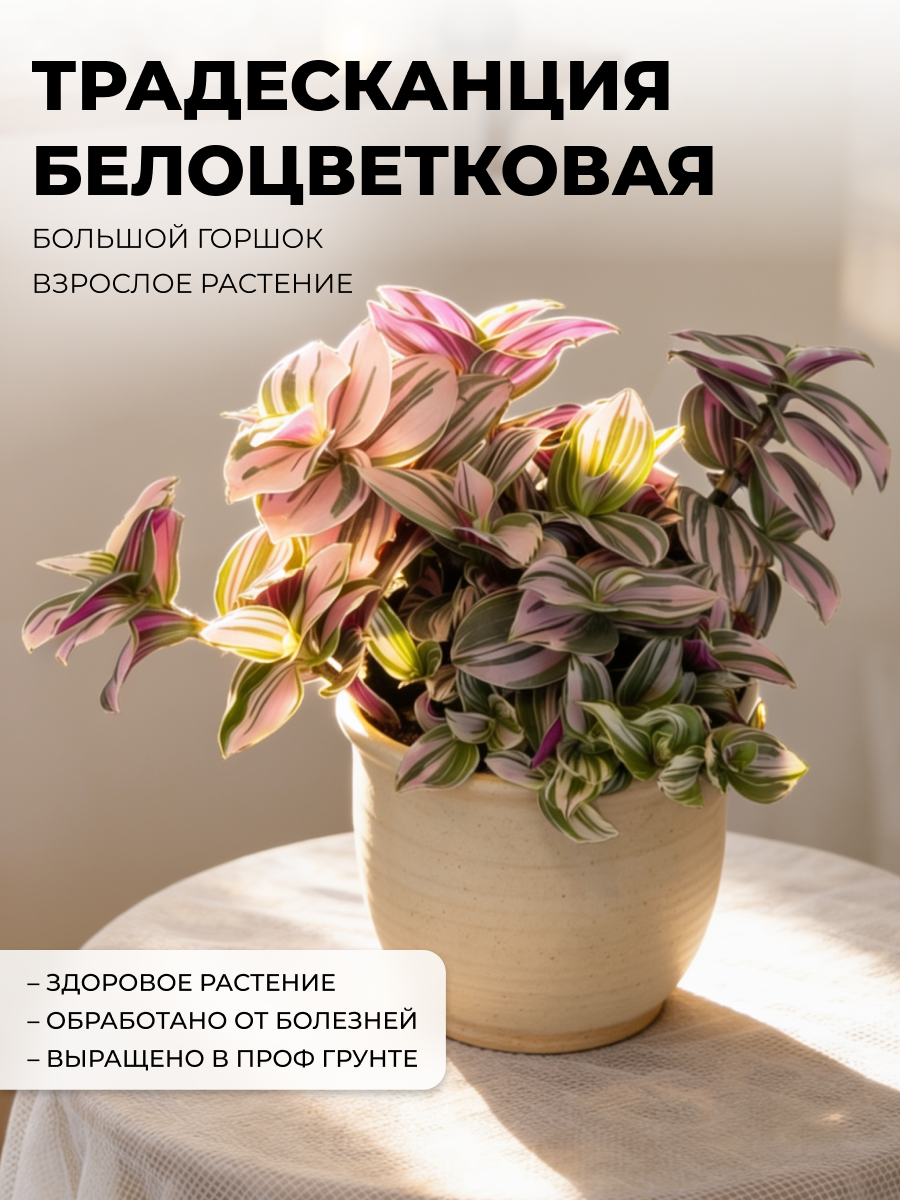 Традесканция комнатная Белоцветковая взрослое растение в горшке, 1шт.