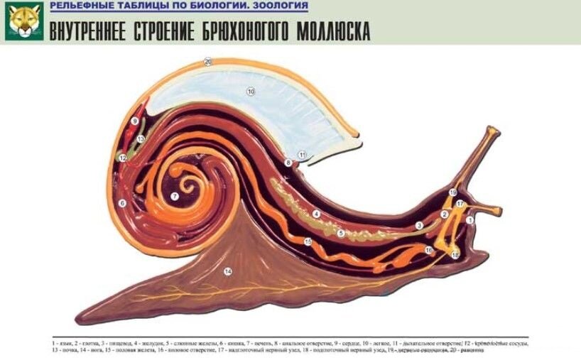 Плакат "Внутреннее строение брюхоногого моллюска" (картон, 84х56см)