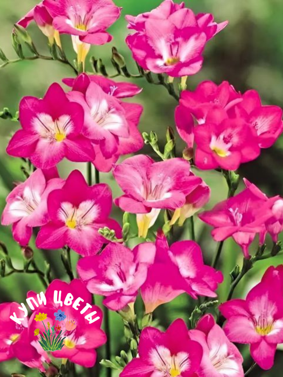Луковицы цветов, Купи Цветы, Фрезия DOUBLE PINK (10 луковиц)