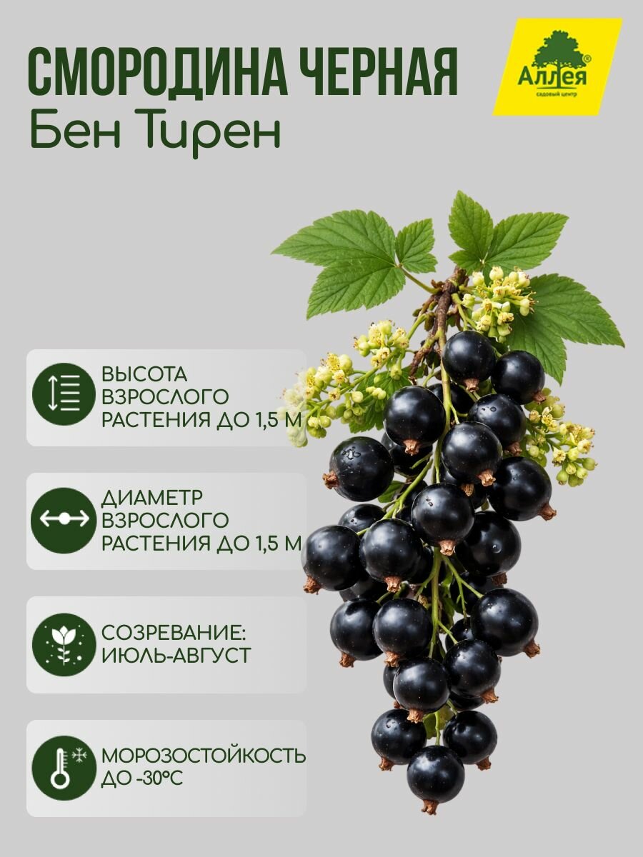 Смородина черная Ben Tiren P9