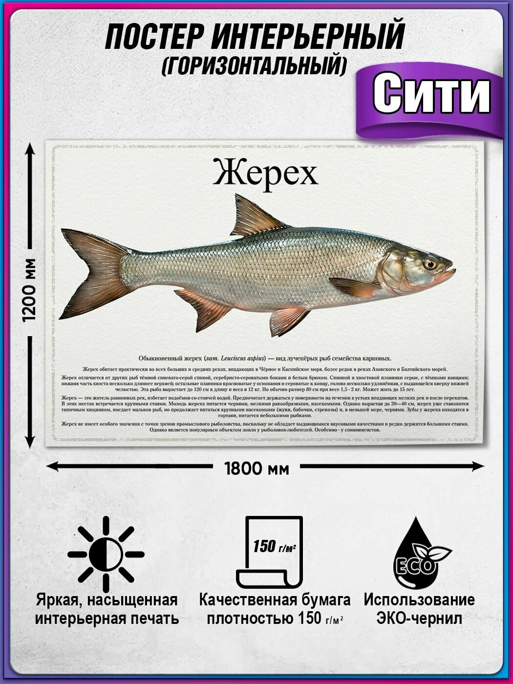 Постер интерьерный "Жерех" с описанием, плакат, подарок на День рыбака / Сити-формат (180x120 см.)