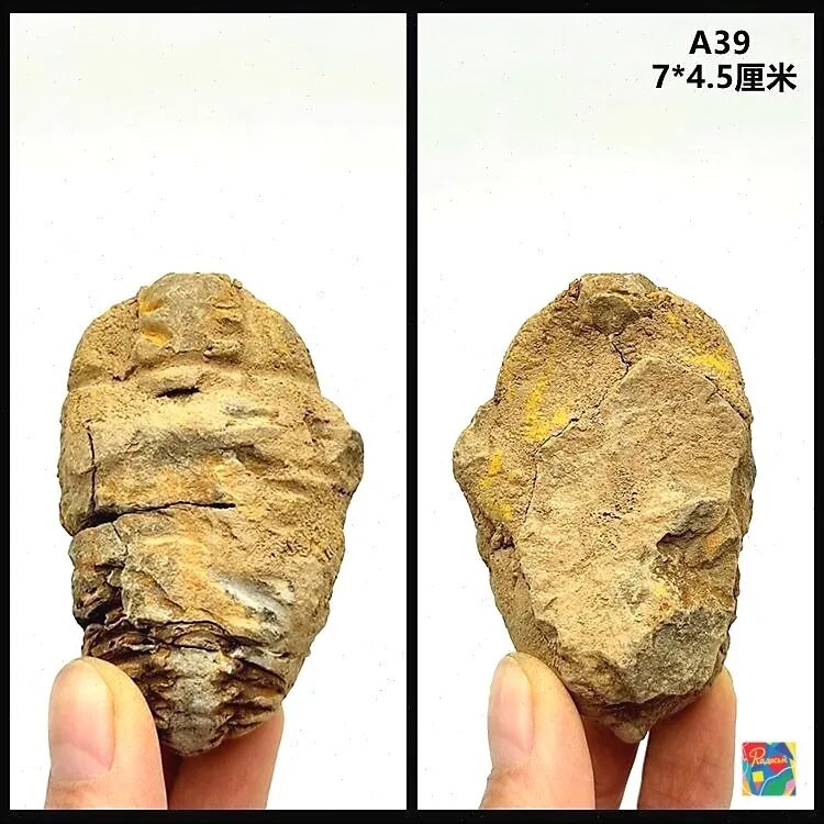 Окаменелость трилобита из Марокко, возрастом 5.7-4.5 млрд лет, размер 50x80 мм, вес 150 г — фото 1