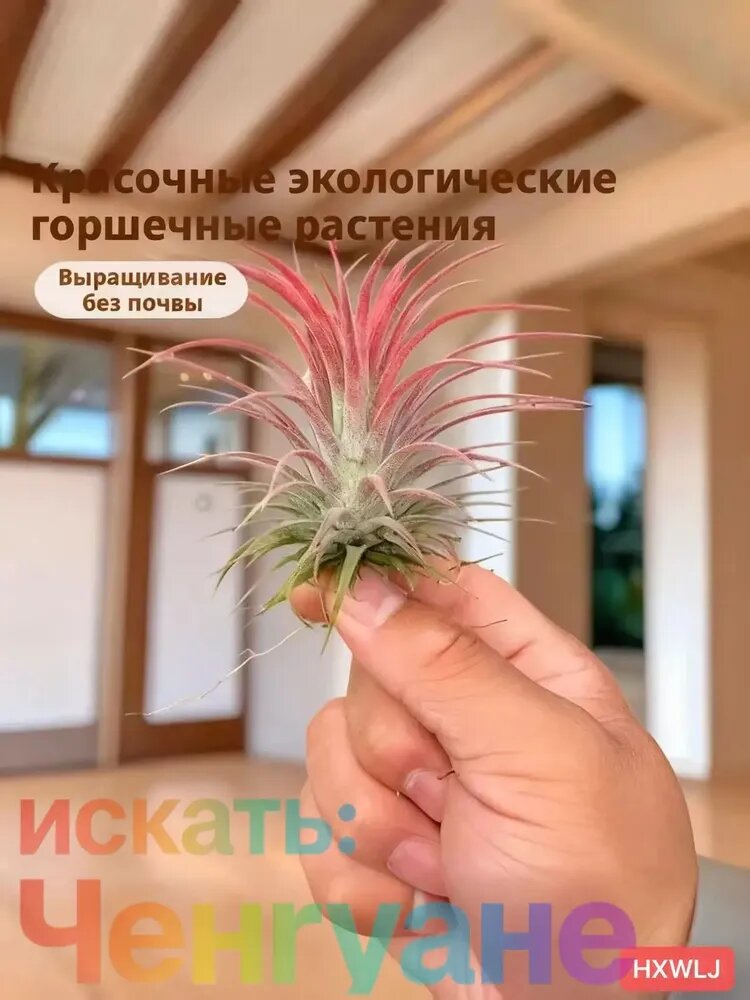 Стабилизированные цветы, 8 см, 150 гр, 2 шт