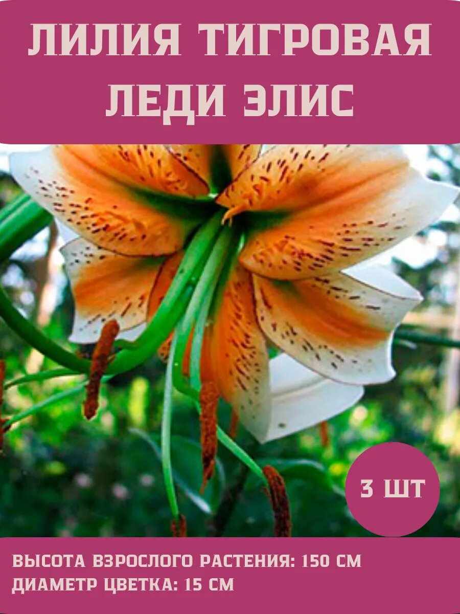 Лилия тигровая/Лилия азиатская