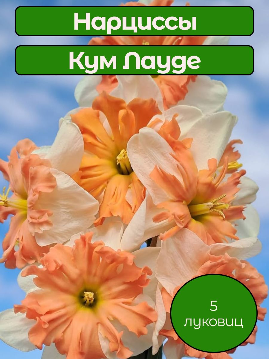 Нарциссы Кум Лауде луковицы 5 шт