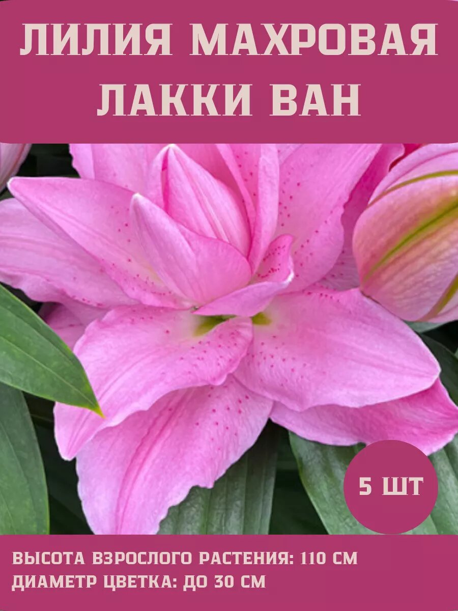 Лилия махровая; Лилия восточная; Луковицы лилии