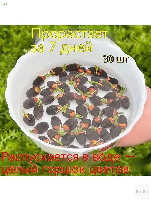 Семена кувшинок Кувшинки для прудов и домашних аквариумов, быстрое цветение