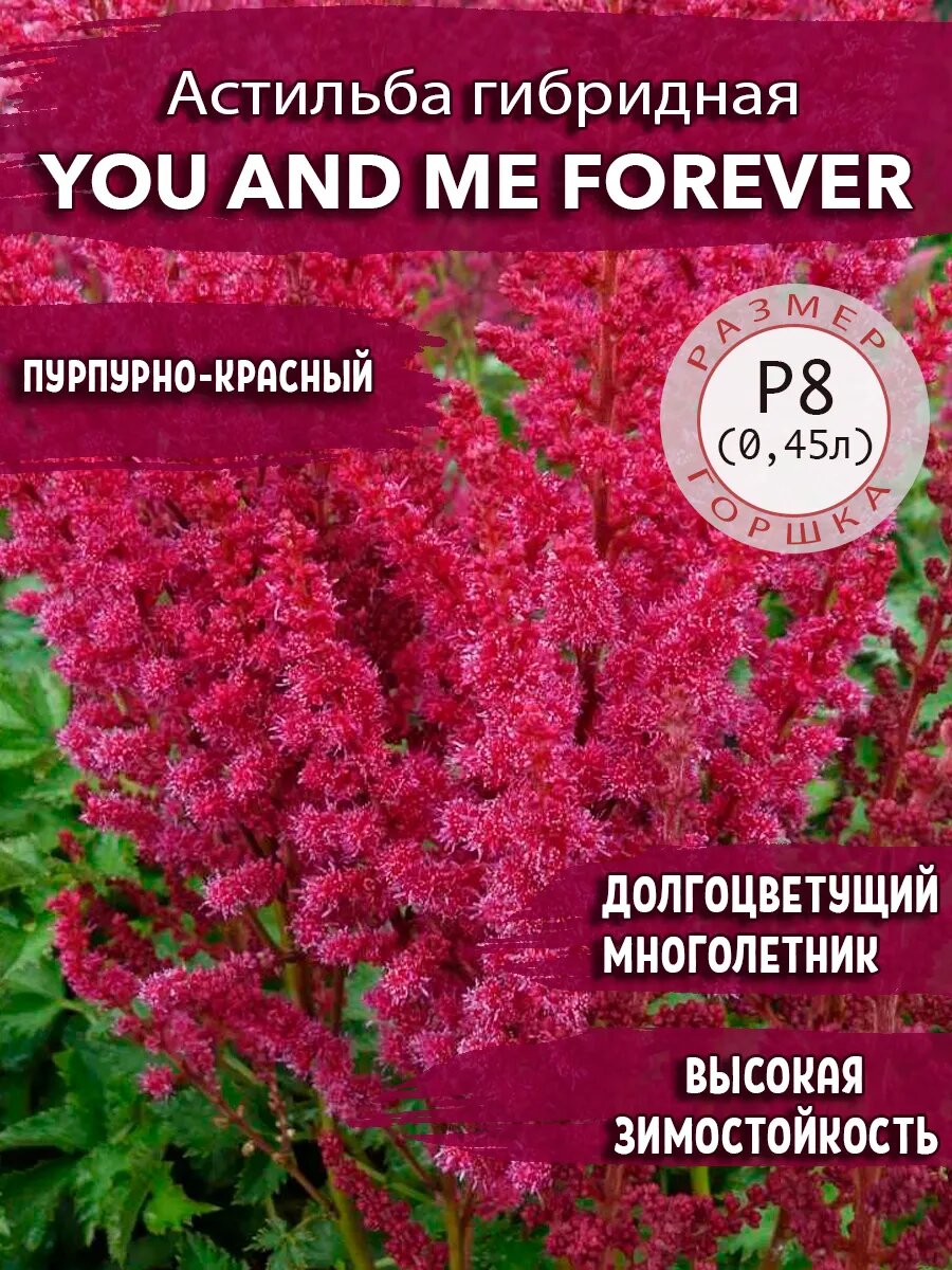 Астильба гибридная You and Me Forever