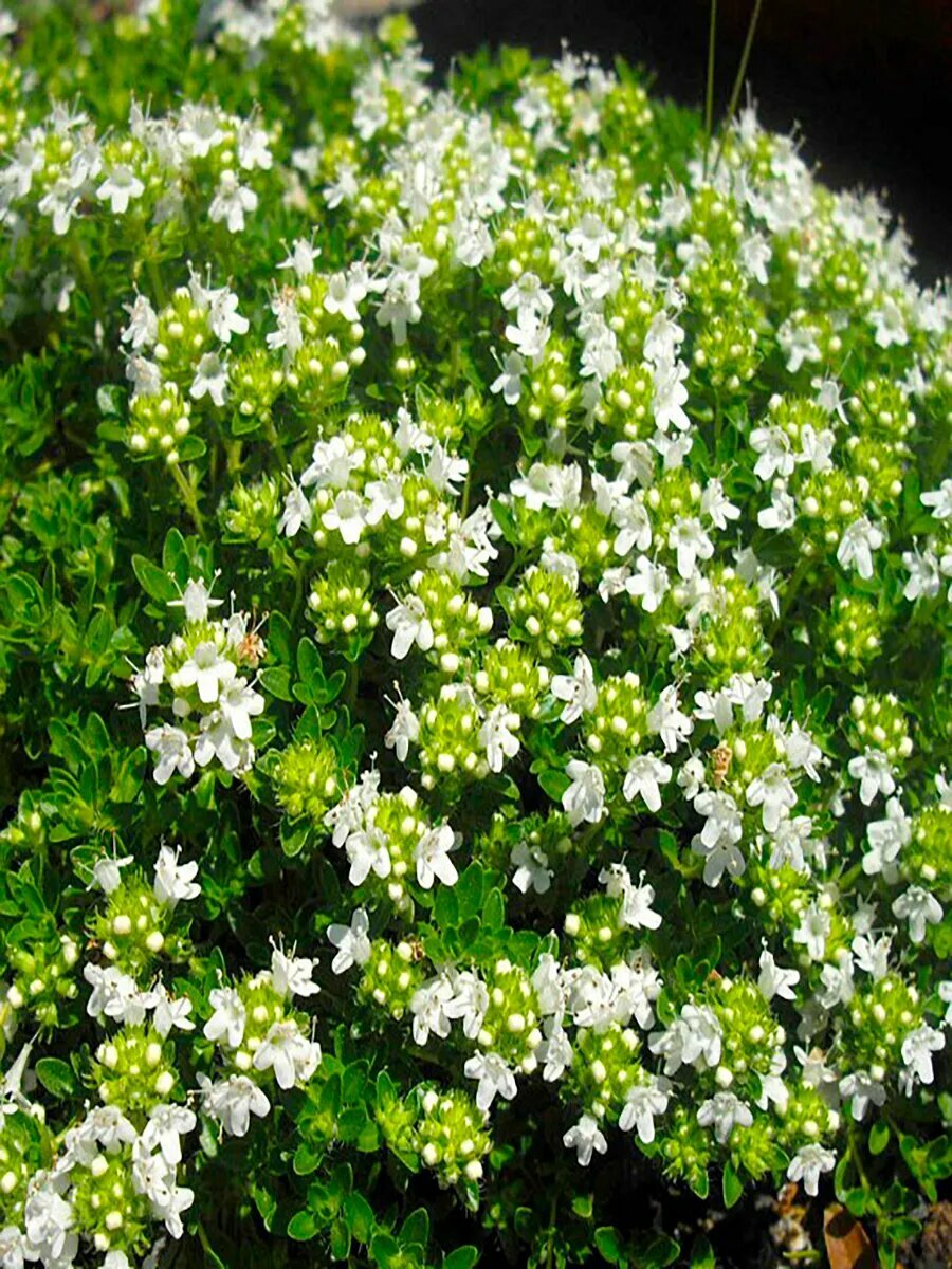 Тимьян ранний Albiflorus