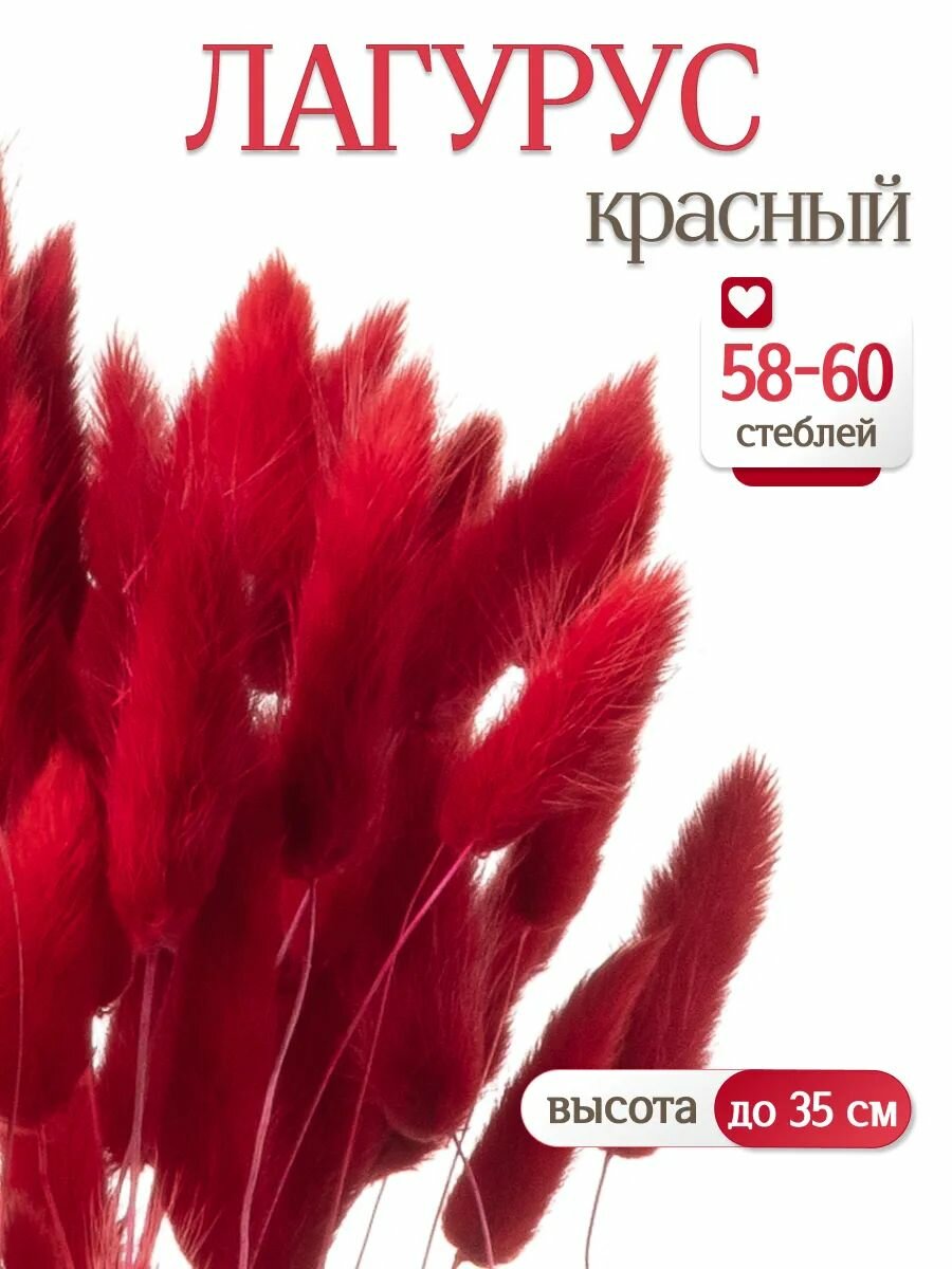 Лагурус красный 60 шт, сухоцветы для декора красные-Featured cross-border