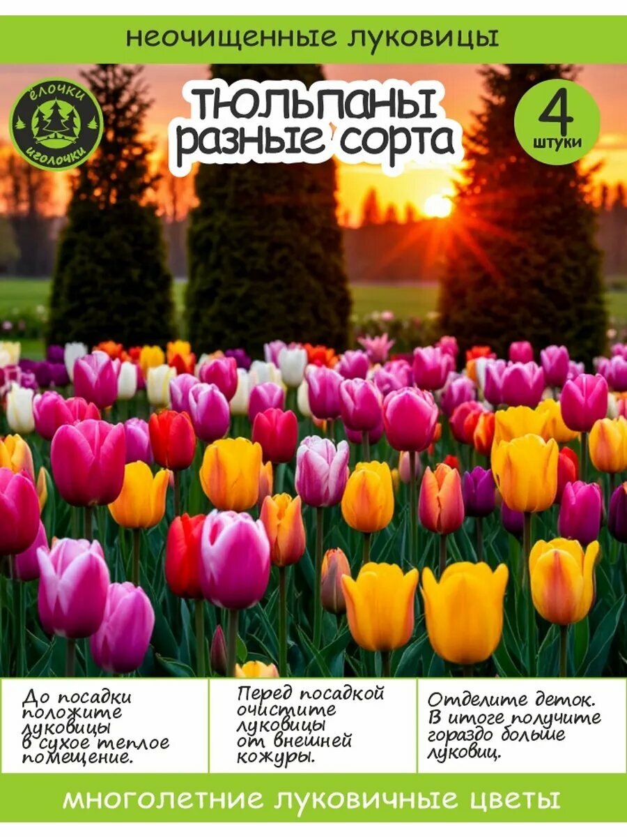 Тюльпан луковичные цветы, Микс сортов 4 шт