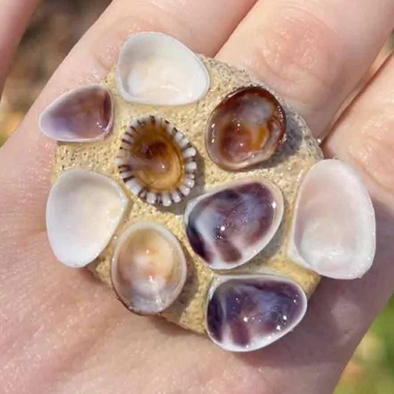 Носимый инструмент для рисования Seashell , Палитра — фото 1