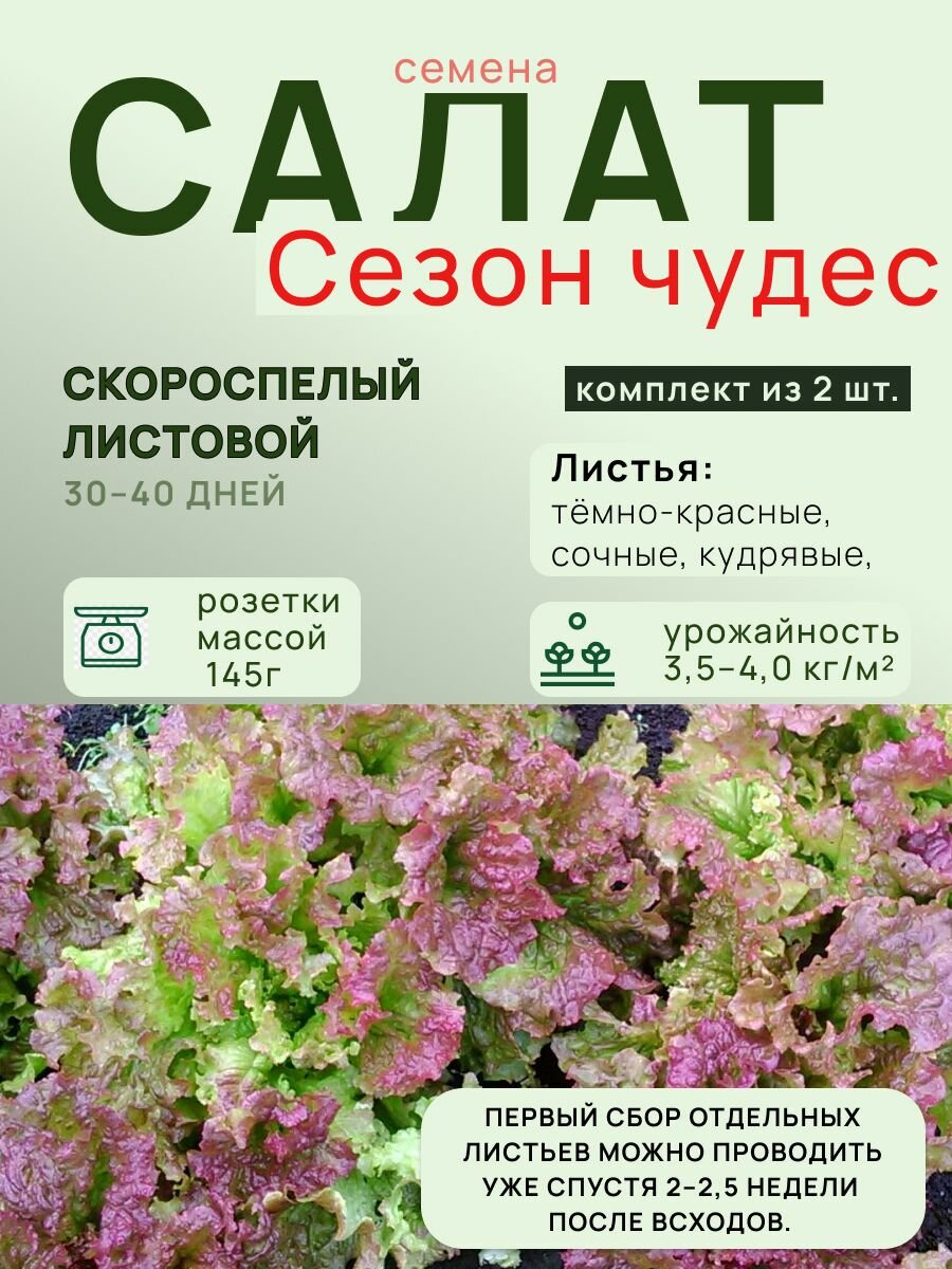 Семена салата аэлита "Сезон чудес", однолетние, скороспелые, устойчивые к цветушности, 2 пачки