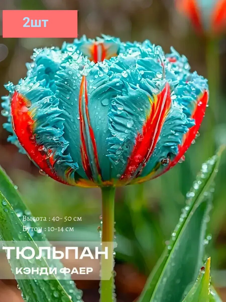 Луковицы тюльпанов.