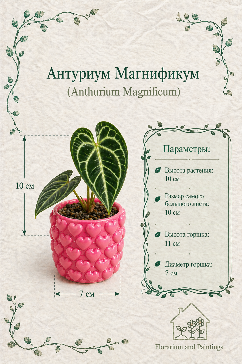 Anthurium Magnificum (Магнификум Антуриум Великолепный) Желто-Зеленый горшок 10D