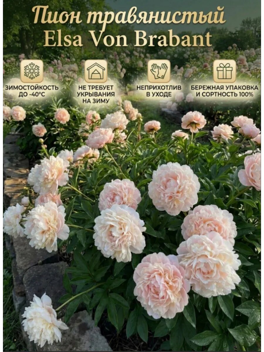 Пион Эльза Фон Брабант
