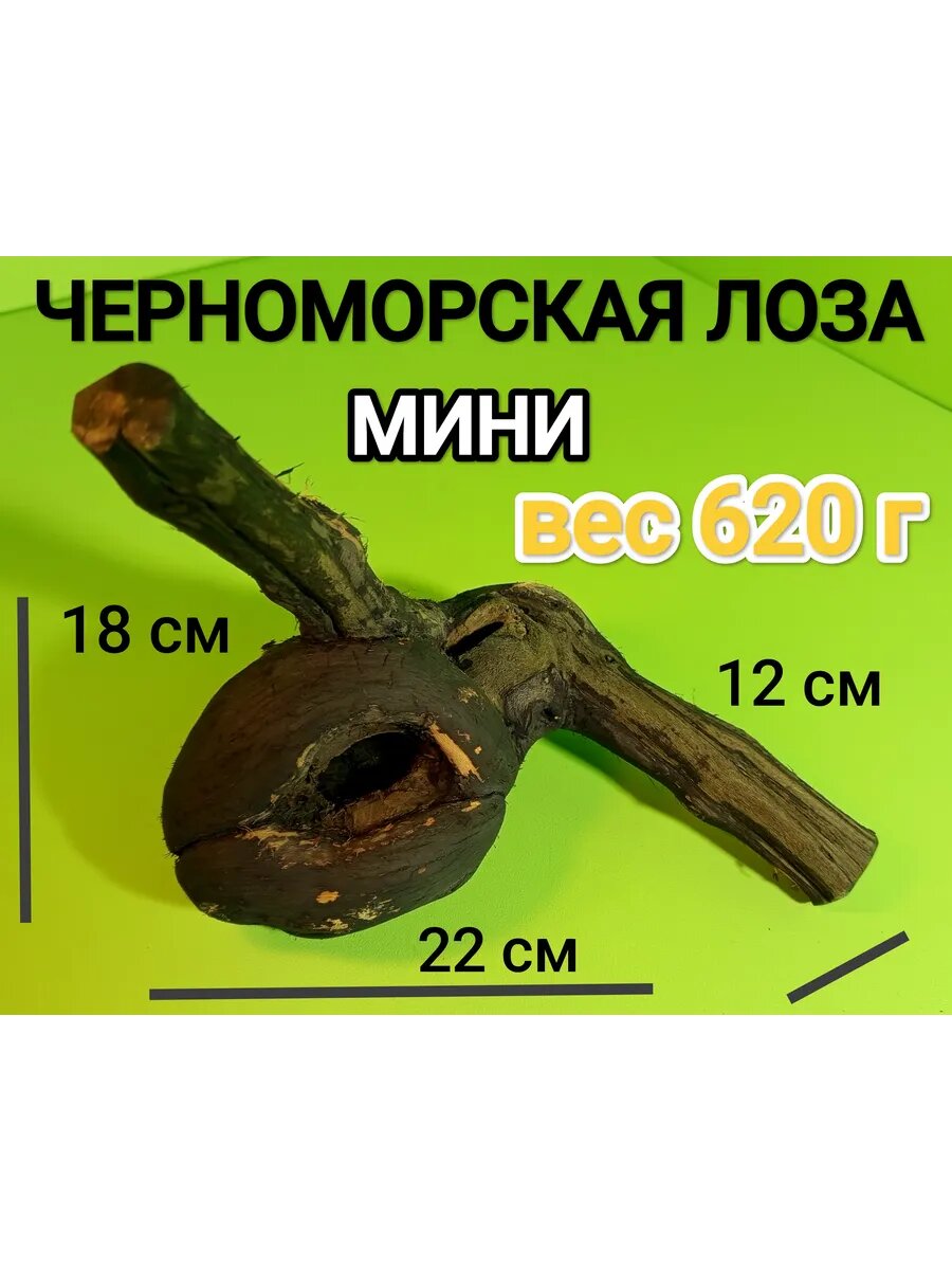 Черноморская виноградная лоза мини для аквариума, террариума