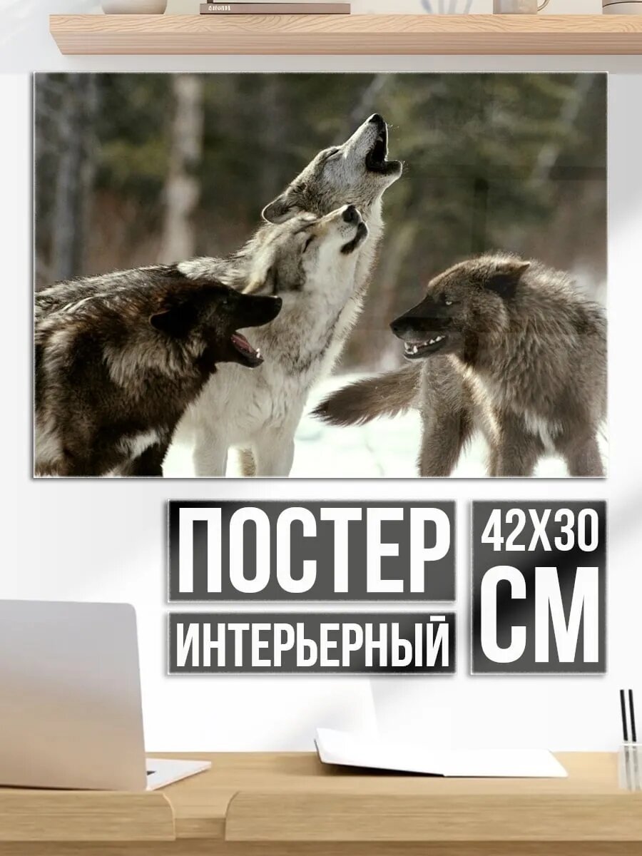 Плакат постер Воющие волки зимой