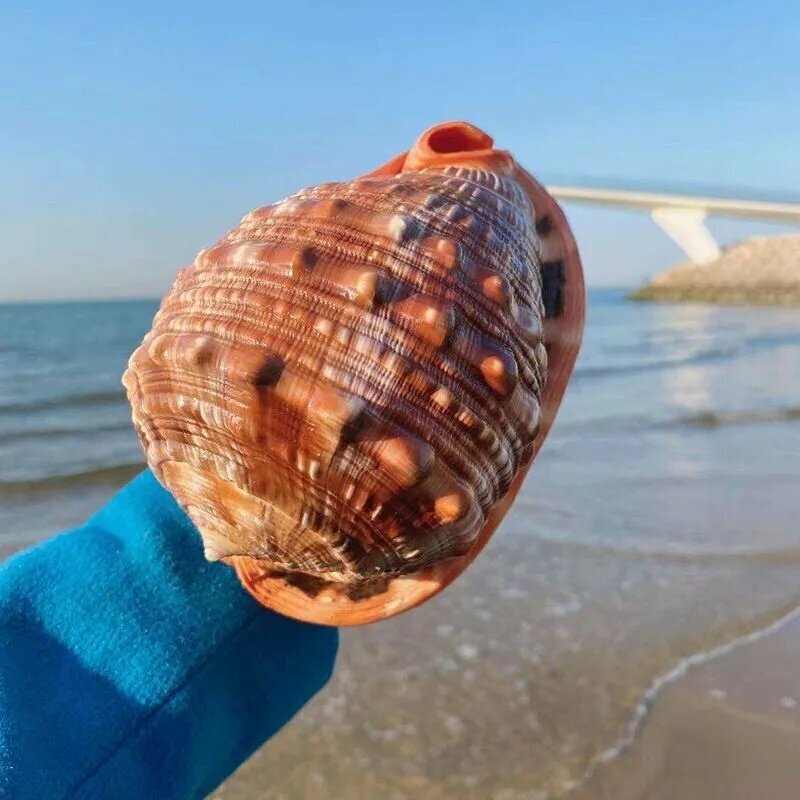 Натуральная пасть быка, шлем, раковина, коралловая морская улитка, украшение для аквариума, украшение, 1 шт