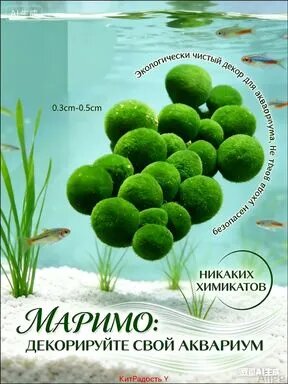 Живые водоросли 10 шт с круглым прозрачным сосудом для аквариума и флорариума