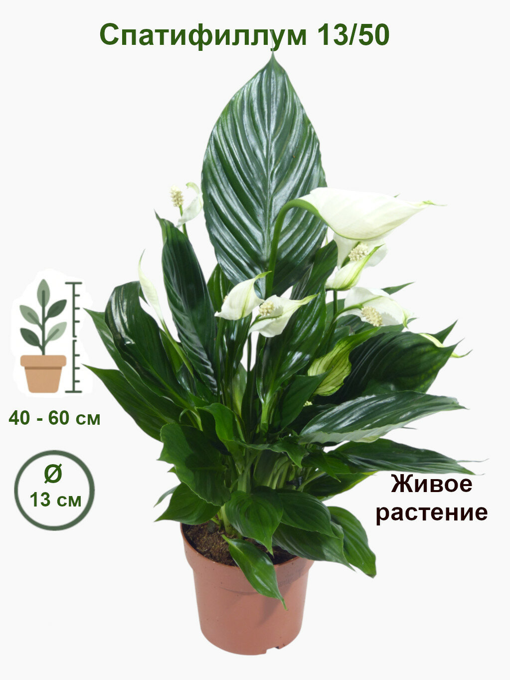 Спатифиллум 13/50