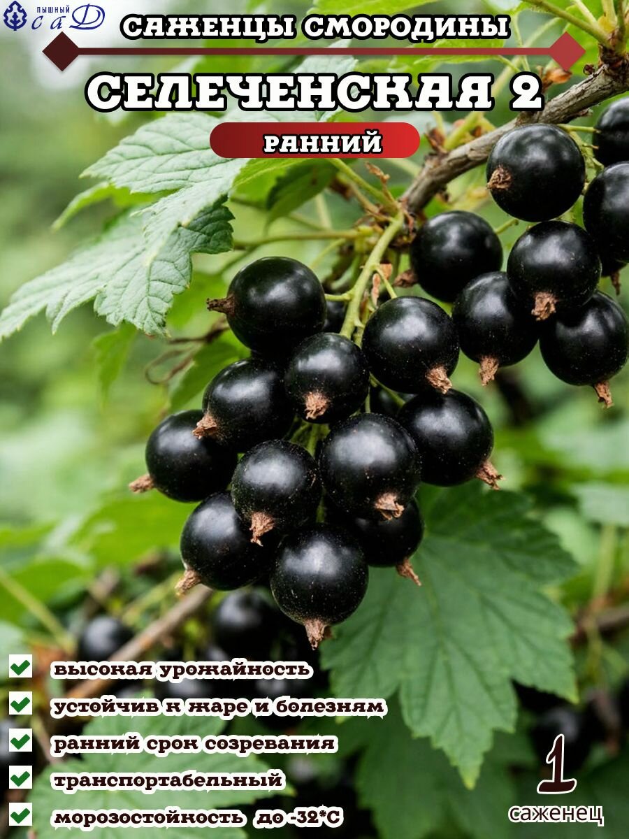 Саженцы черной смородины Селеченская 2 (ранний)