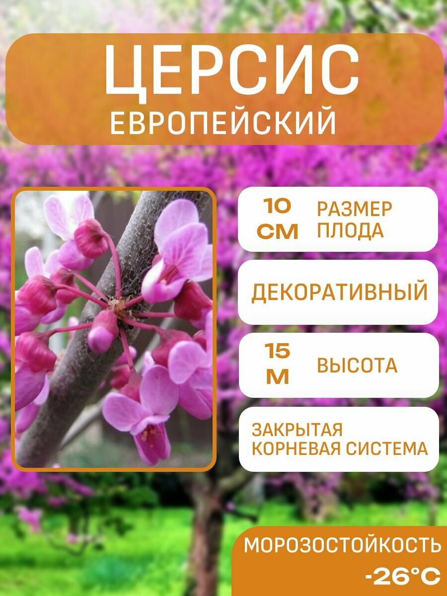 Церсис декоративный сорта "Европейский" , 1 шт, морозостойкий