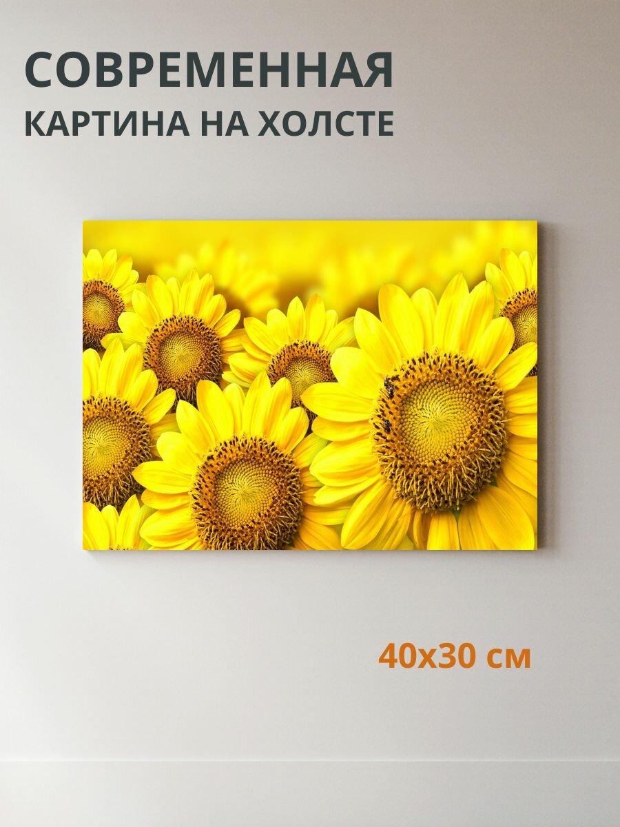 Картина на холсте Подсолнухи 40x30 см
