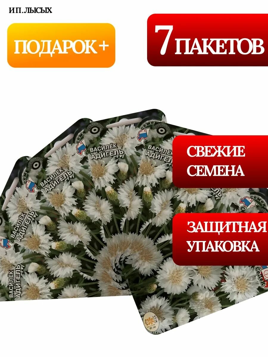 Семена Василек "Адигель"