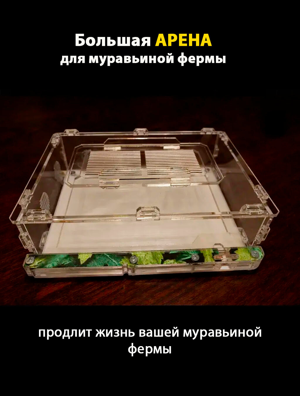 Большая арена для муравьиной фермы AntFarmsNsk