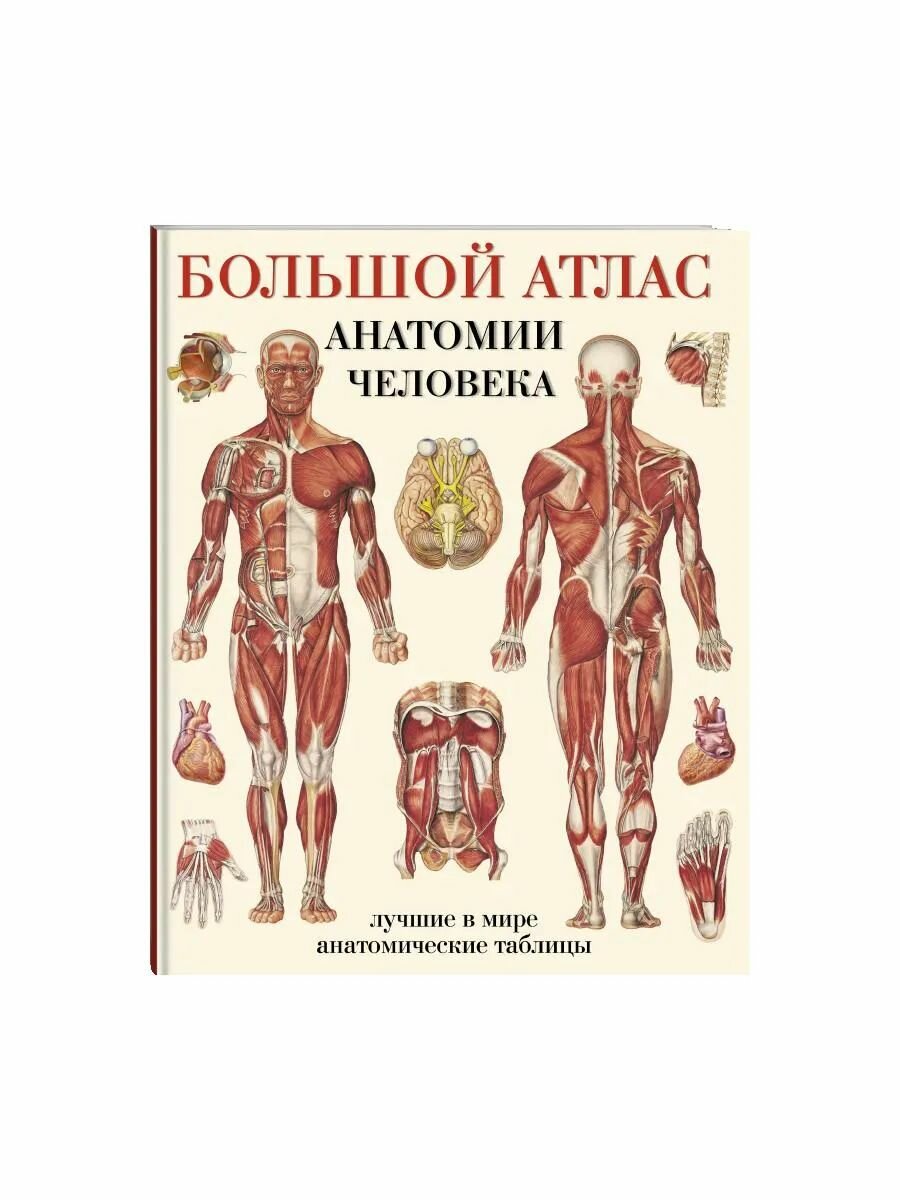 Большой атлас анатомии человека